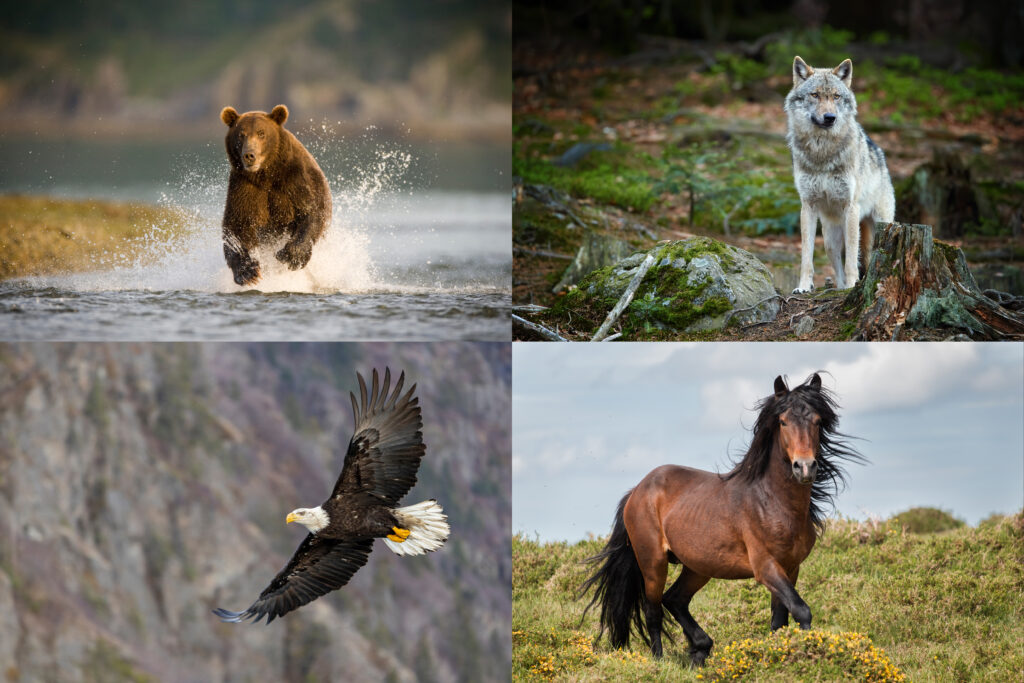 Discover Your Animal Leadership Personality